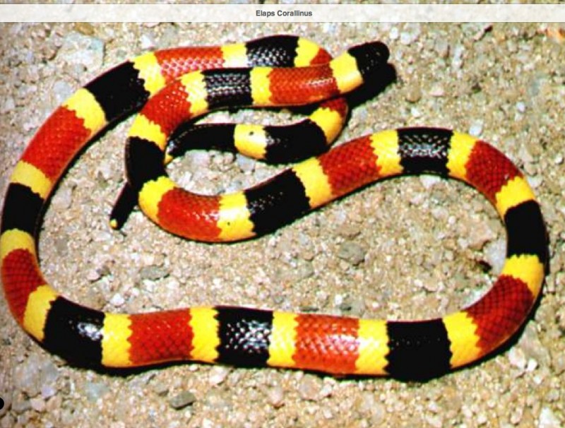 Les remèdes homéopathiques sur les venins de serpents - Homeosurf